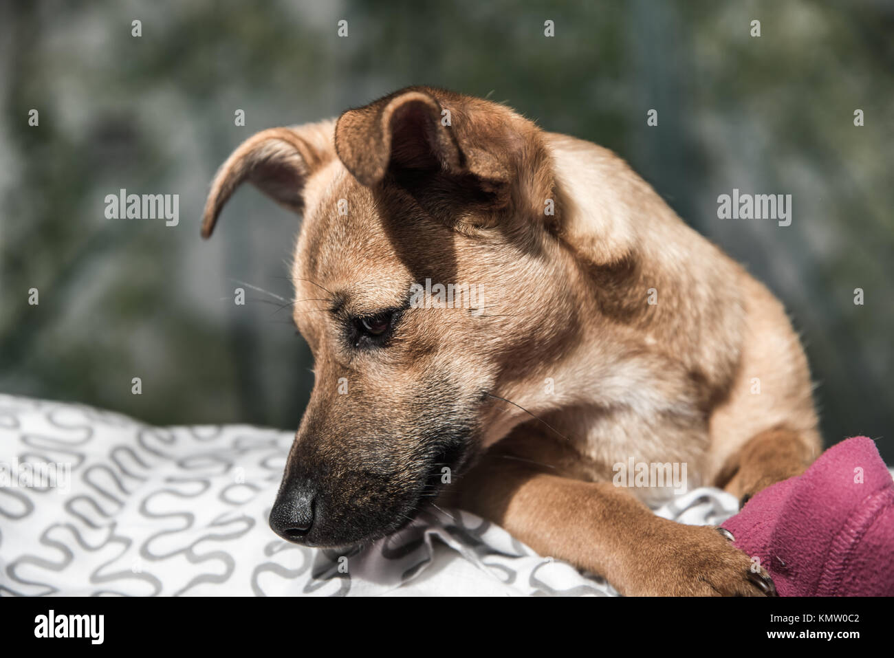 Cute Puppy - Adorable Young Happy Dog with Beautiful and Joyful Eyes ...