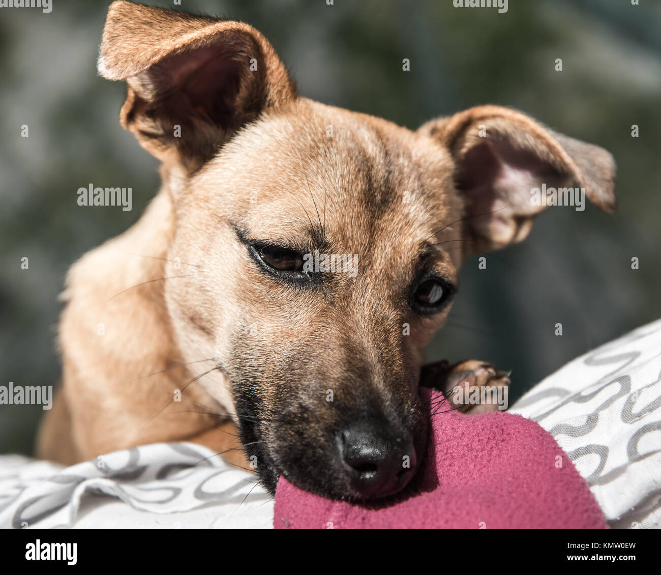 Cute Puppy - Adorable Young Happy Dog with Beautiful and Joyful Eyes ...