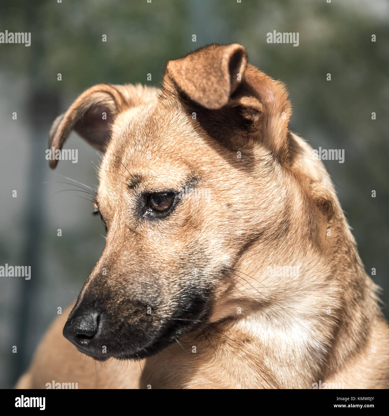 Cute Puppy - Adorable Young Happy Dog with Beautiful and Joyful Eyes ...