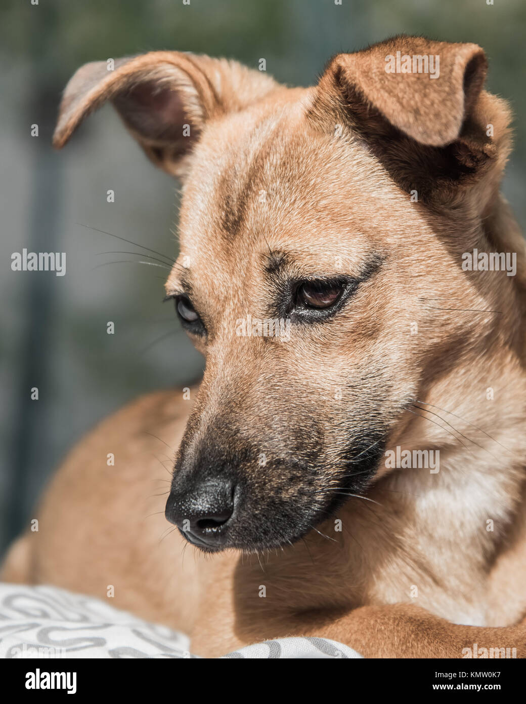 Cute Puppy - Adorable Young Happy Dog with Beautiful and Joyful Eyes ...