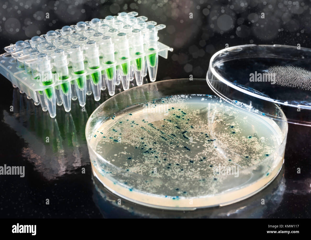 Bacterial colonies for cloning of transgenic vector into plasmid DNA ...