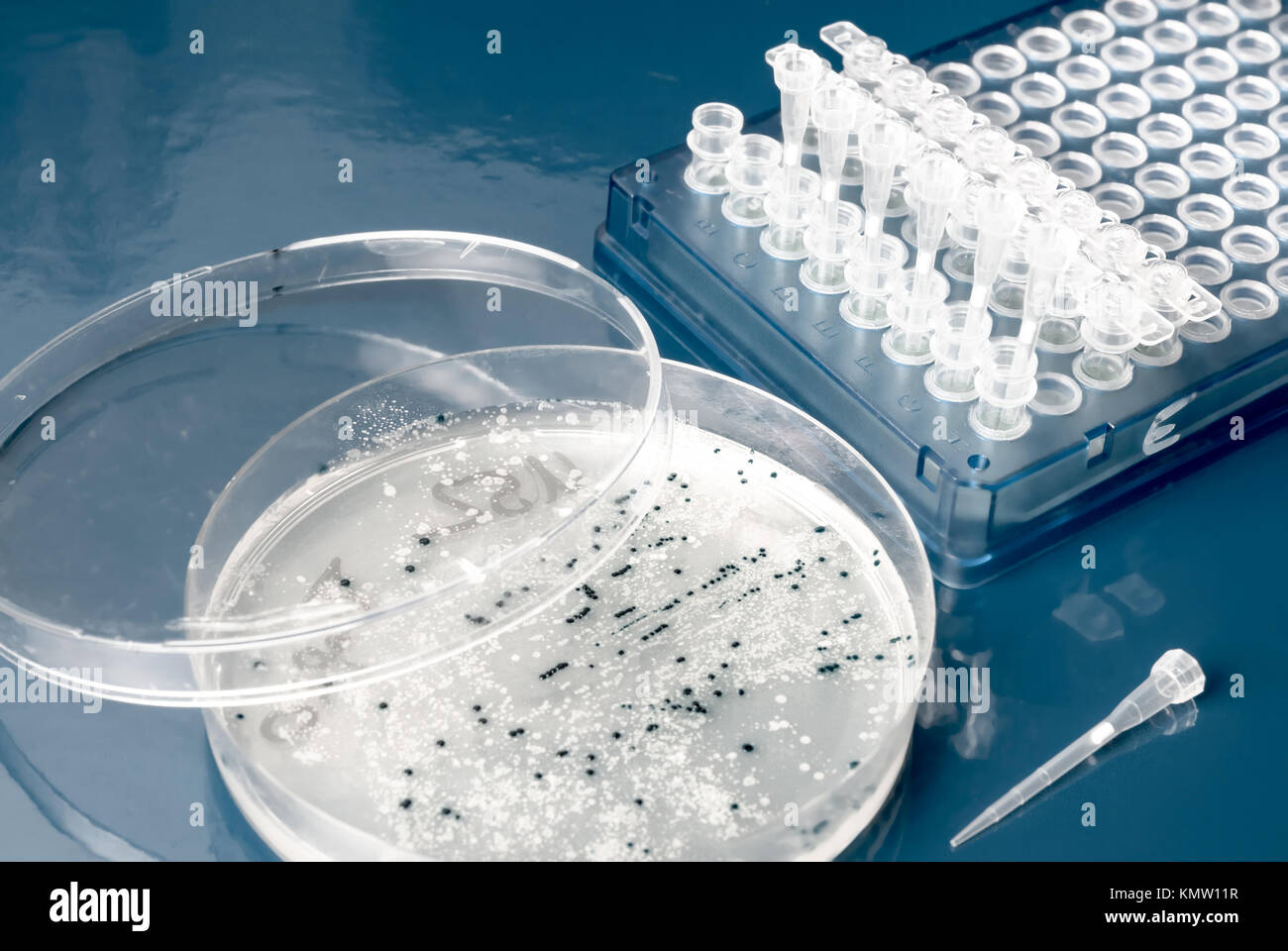 Bacterial colonies for cloning of transgenic vector into plasmid DNA ...