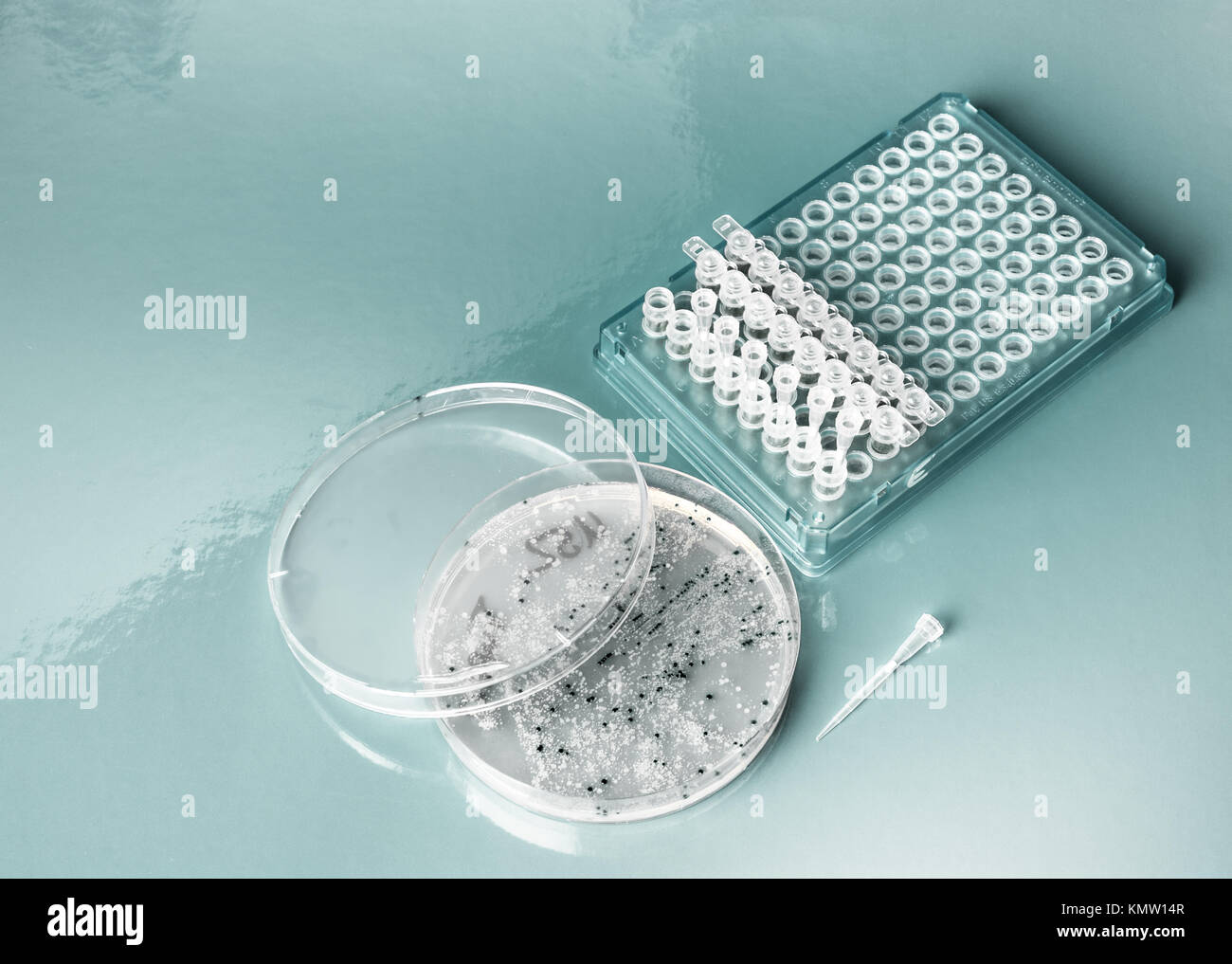 Bacterial colonies and plastic tubes for colony collection Stock Photo ...