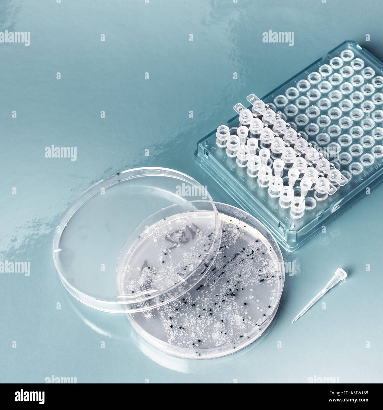 Bacterial colonies and plastic tubes for colony collection Stock Photo ...