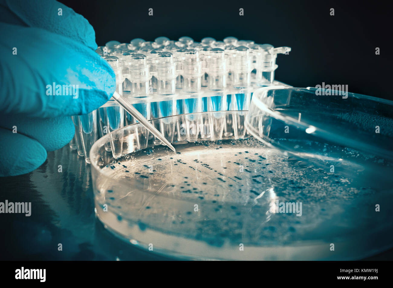 Bacterial colony picking for DNA cloning Stock Photo - Alamy