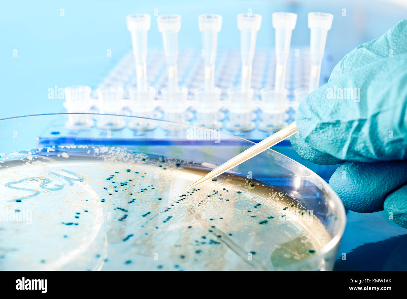Bacterial colony picking for DNA cloning Stock Photo - Alamy
