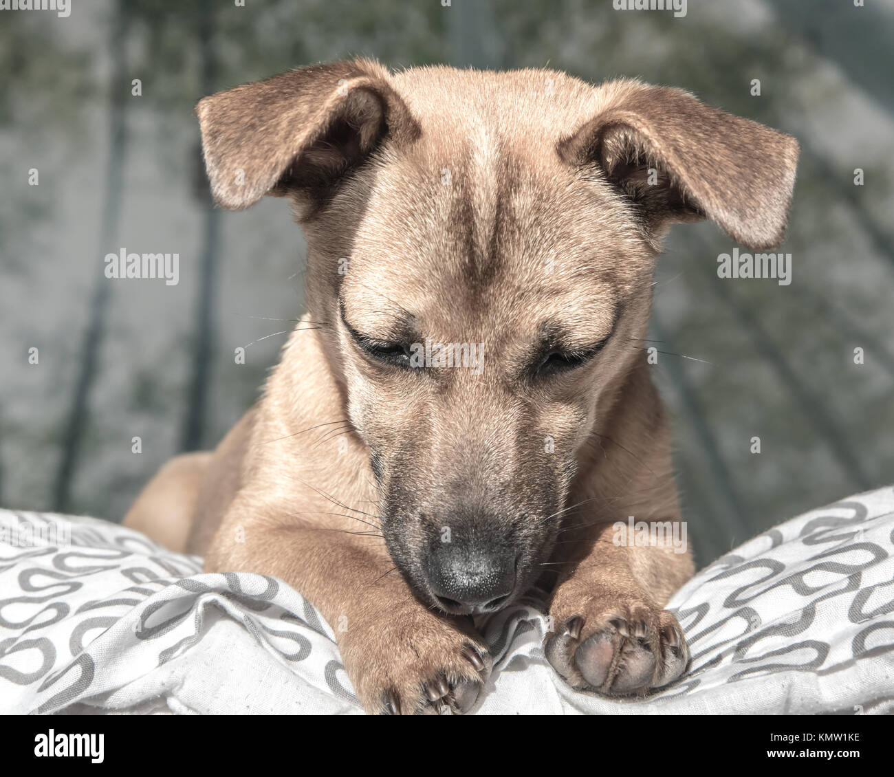 Cute Puppy - Adorable Young Happy Dog with Beautiful and Joyful Eyes ...