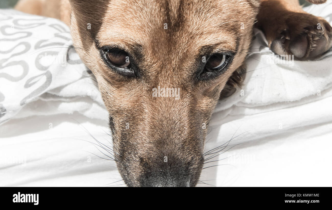 Cute Puppy - Adorable Young Happy Dog with Beautiful and Joyful Eyes ...