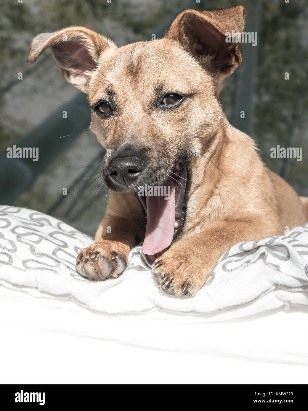 Cute Puppy - Adorable Young Happy Dog with Beautiful and Joyful Eyes ...