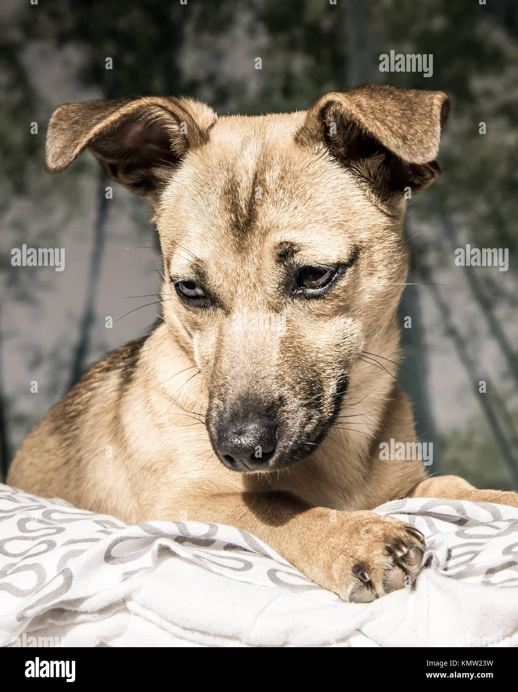 Cute Puppy - Adorable Young Happy Dog with Beautiful and Joyful Eyes ...