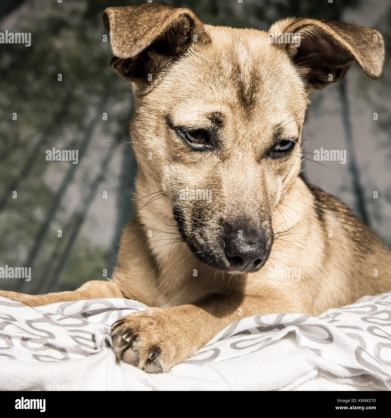 Cute Puppy - Adorable Young Happy Dog with Beautiful and Joyful Eyes ...
