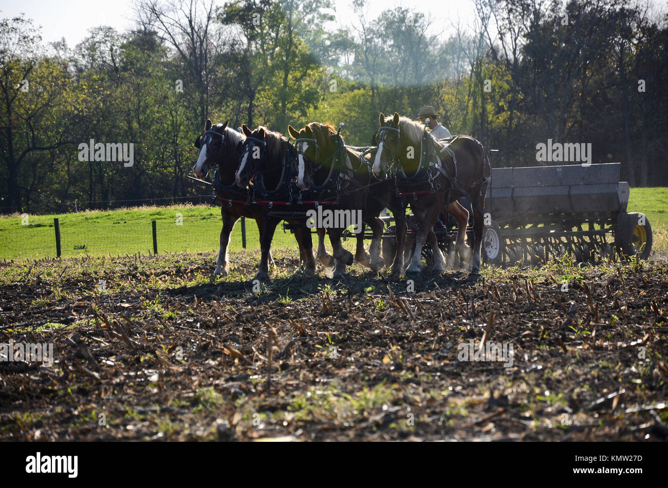 Amish farmer plowing field with team of four horses, Holmes County ...