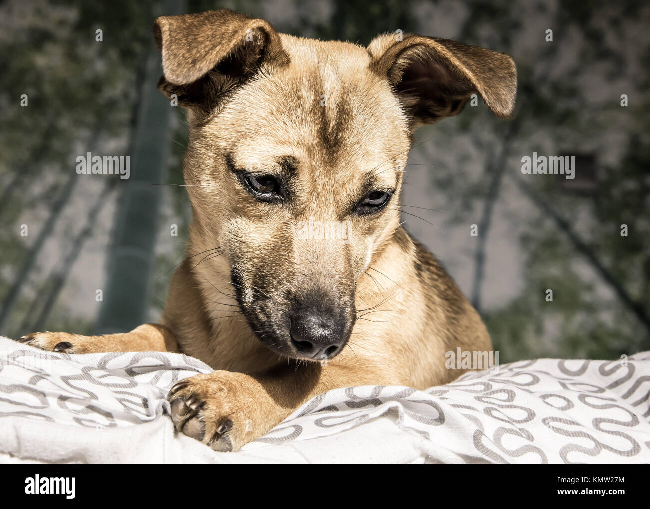 Cute Puppy - Adorable Young Happy Dog with Beautiful and Joyful Eyes ...