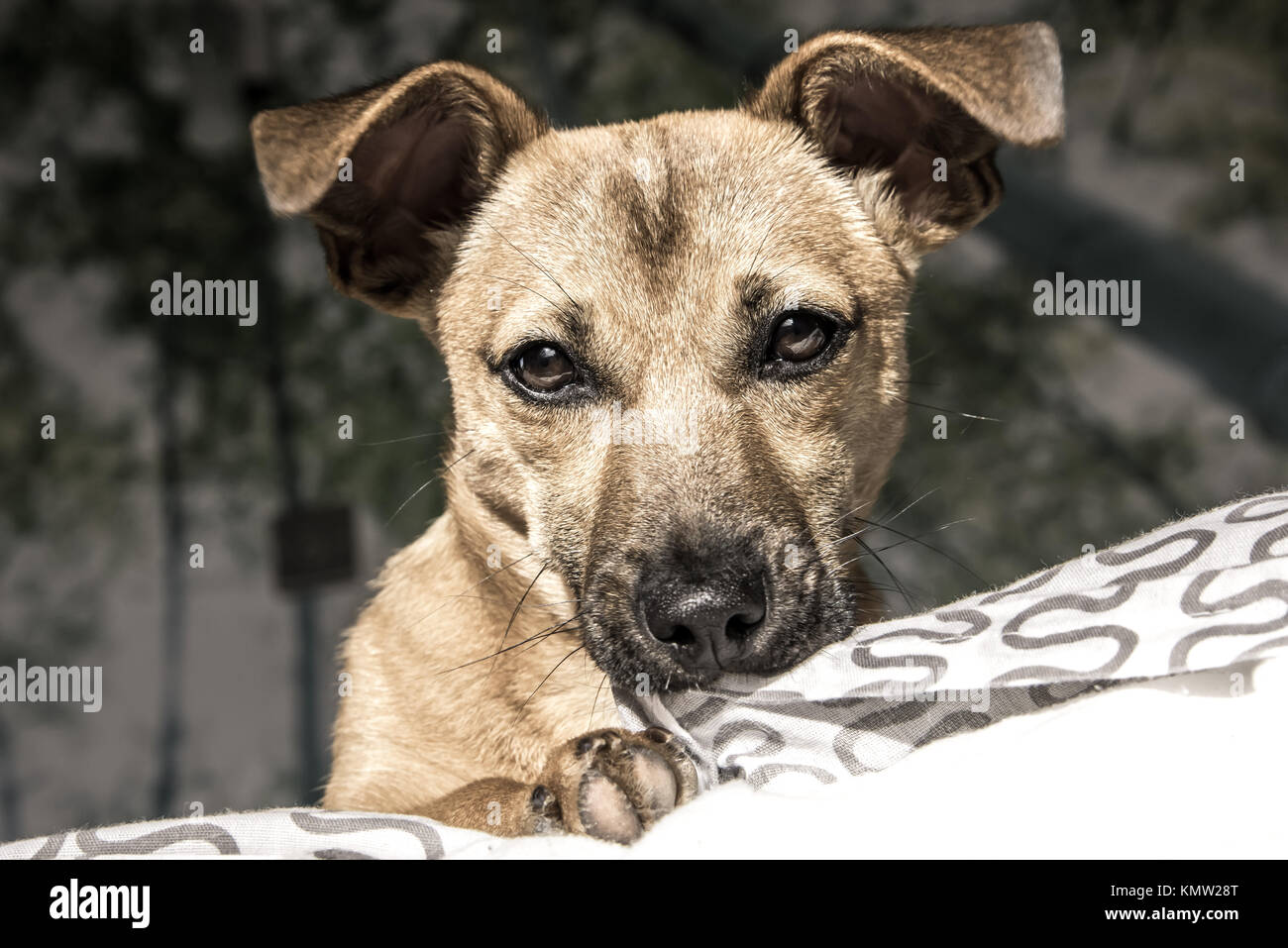 Cute Puppy - Adorable Young Happy Dog with Beautiful and Joyful Eyes ...