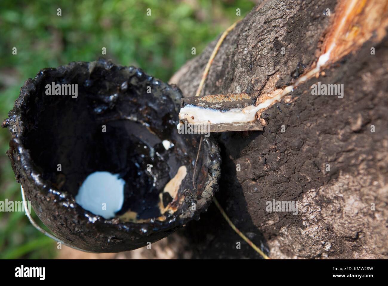 Rubber Tree Kerala High Resolution Stock Photography and Images - Alamy