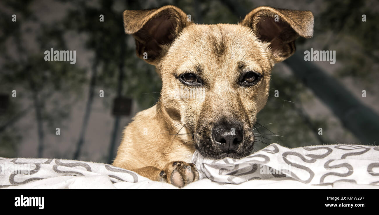 Cute Puppy - Adorable Young Happy Dog with Beautiful and Joyful Eyes ...