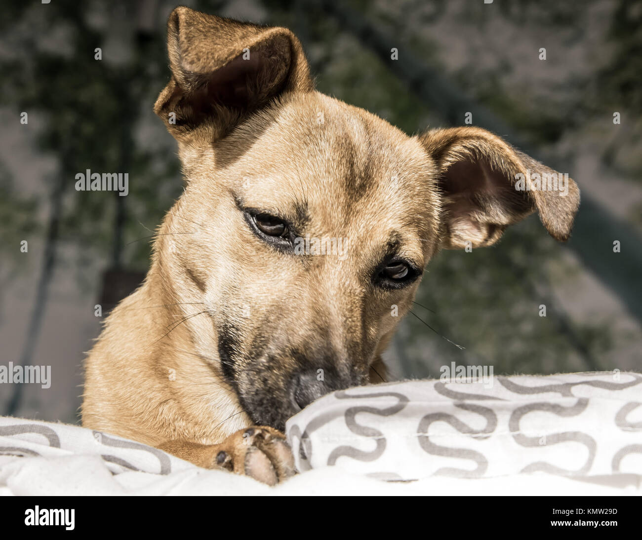 Cute Puppy - Adorable Young Happy Dog with Beautiful and Joyful Eyes ...