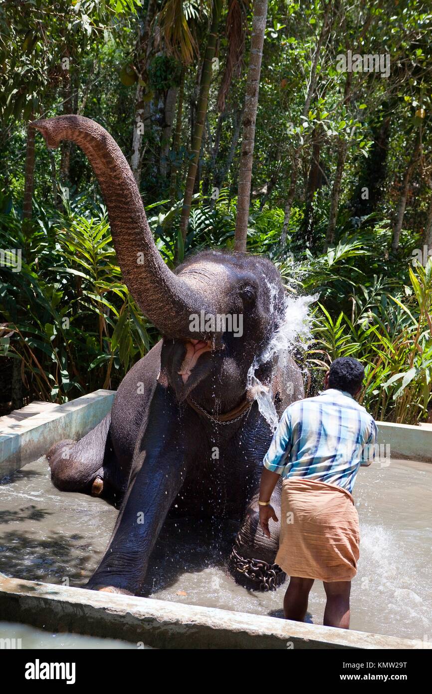 Elephant bathing and kerala hi-res stock photography and images - Alamy