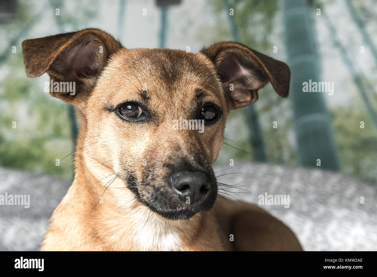 Cute Puppy - Adorable Young Happy Dog with Beautiful and Joyful Eyes ...