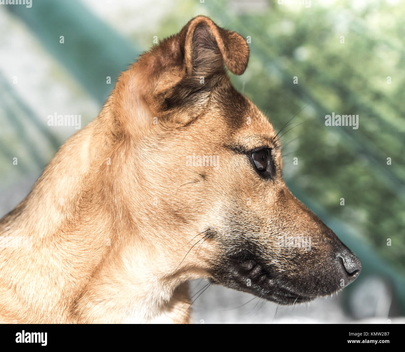 Cute Puppy - Adorable Young Happy Dog with Beautiful and Joyful Eyes ...