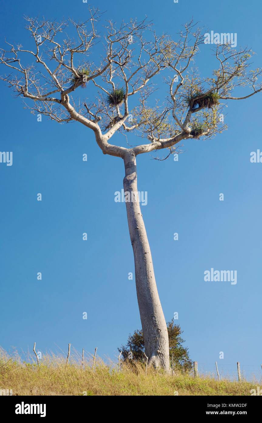 Ceiba Cuba High Resolution Stock Photography and Images - Alamy