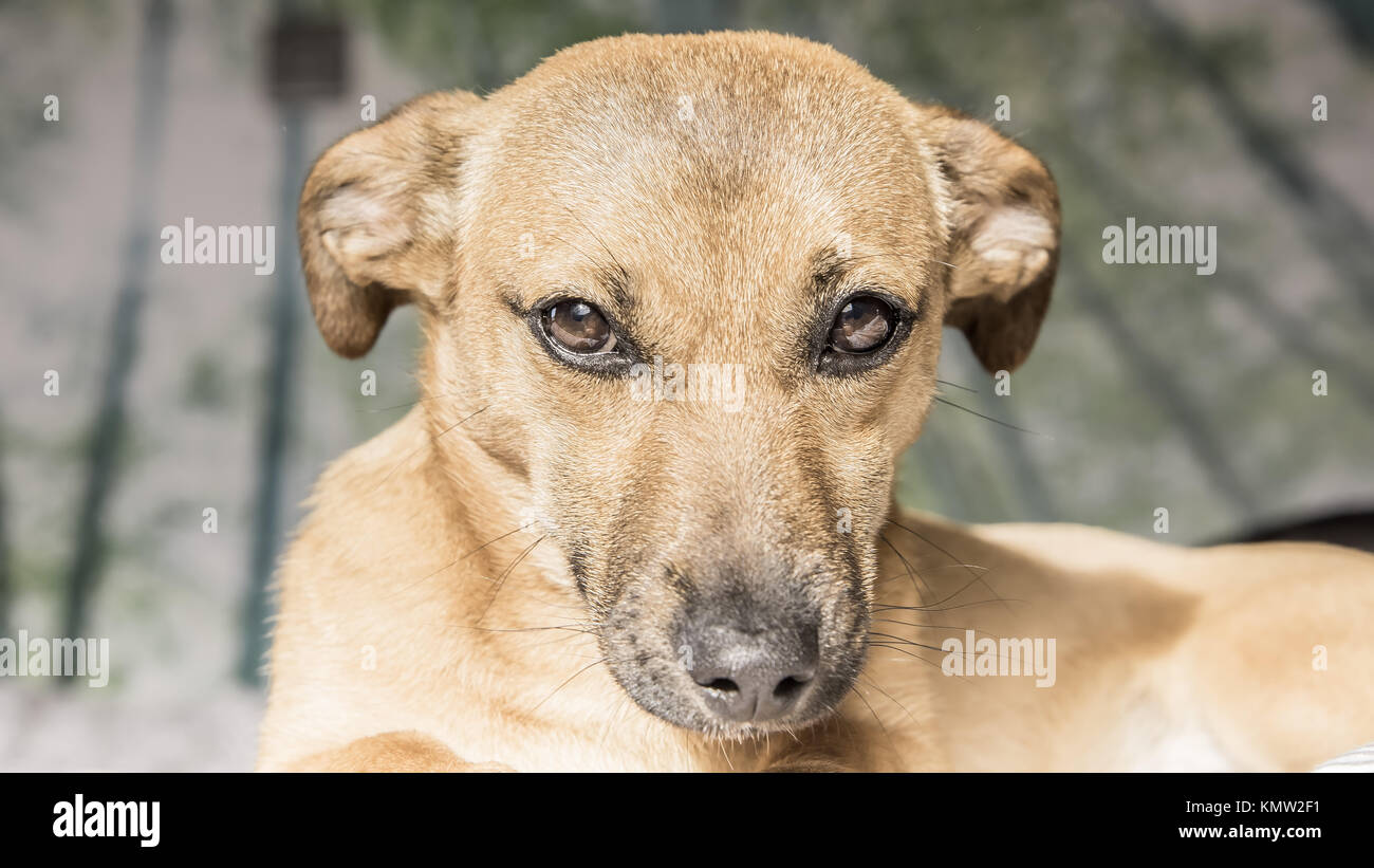 Cute Puppy - Adorable Young Happy Dog with Beautiful and Joyful Eyes ...