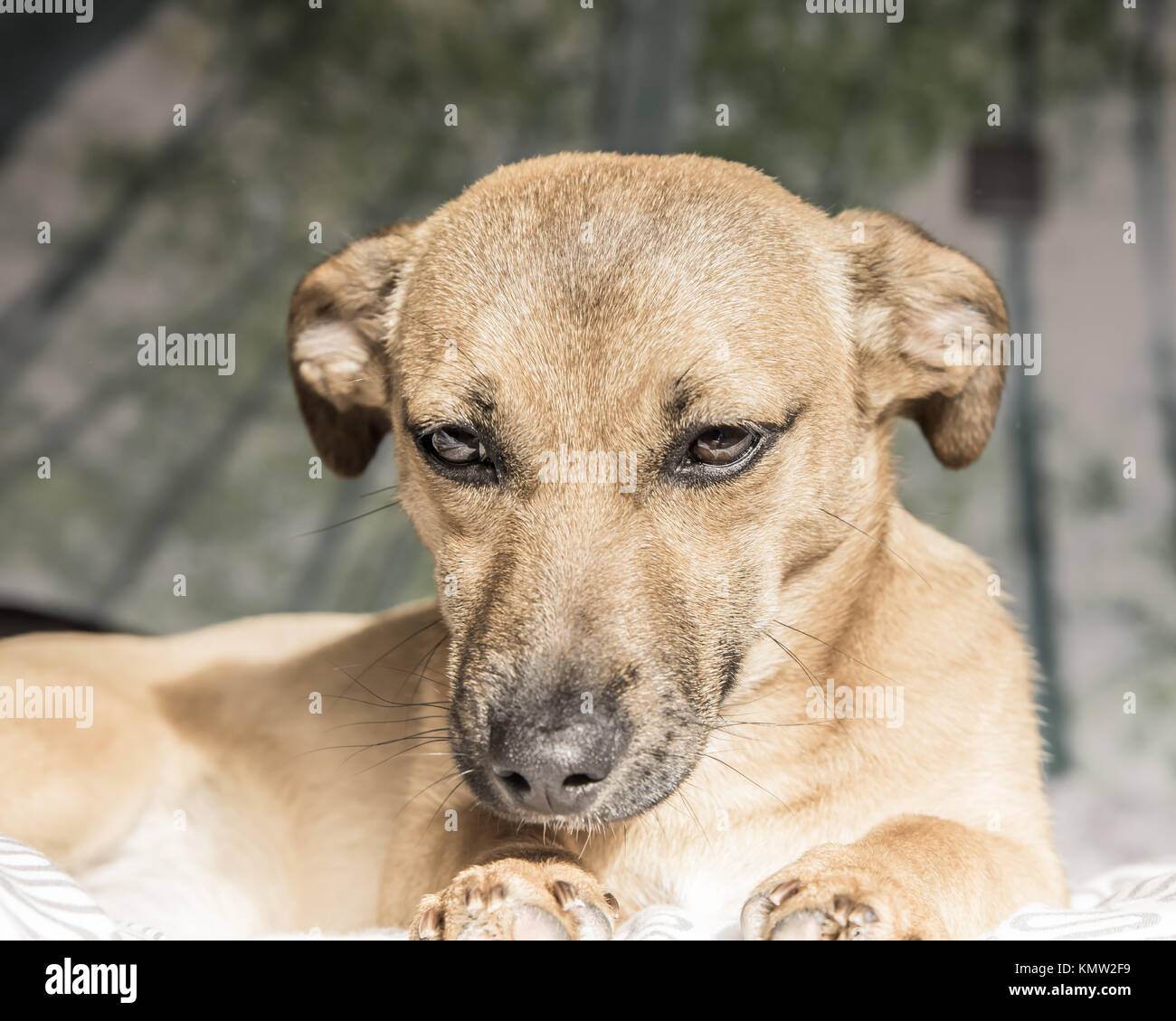 Cute Puppy - Adorable Young Happy Dog with Beautiful and Joyful Eyes ...