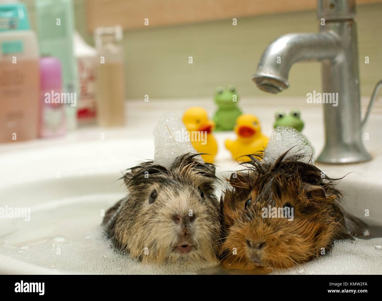 funny animals in the pool Stock Photo - Alamy