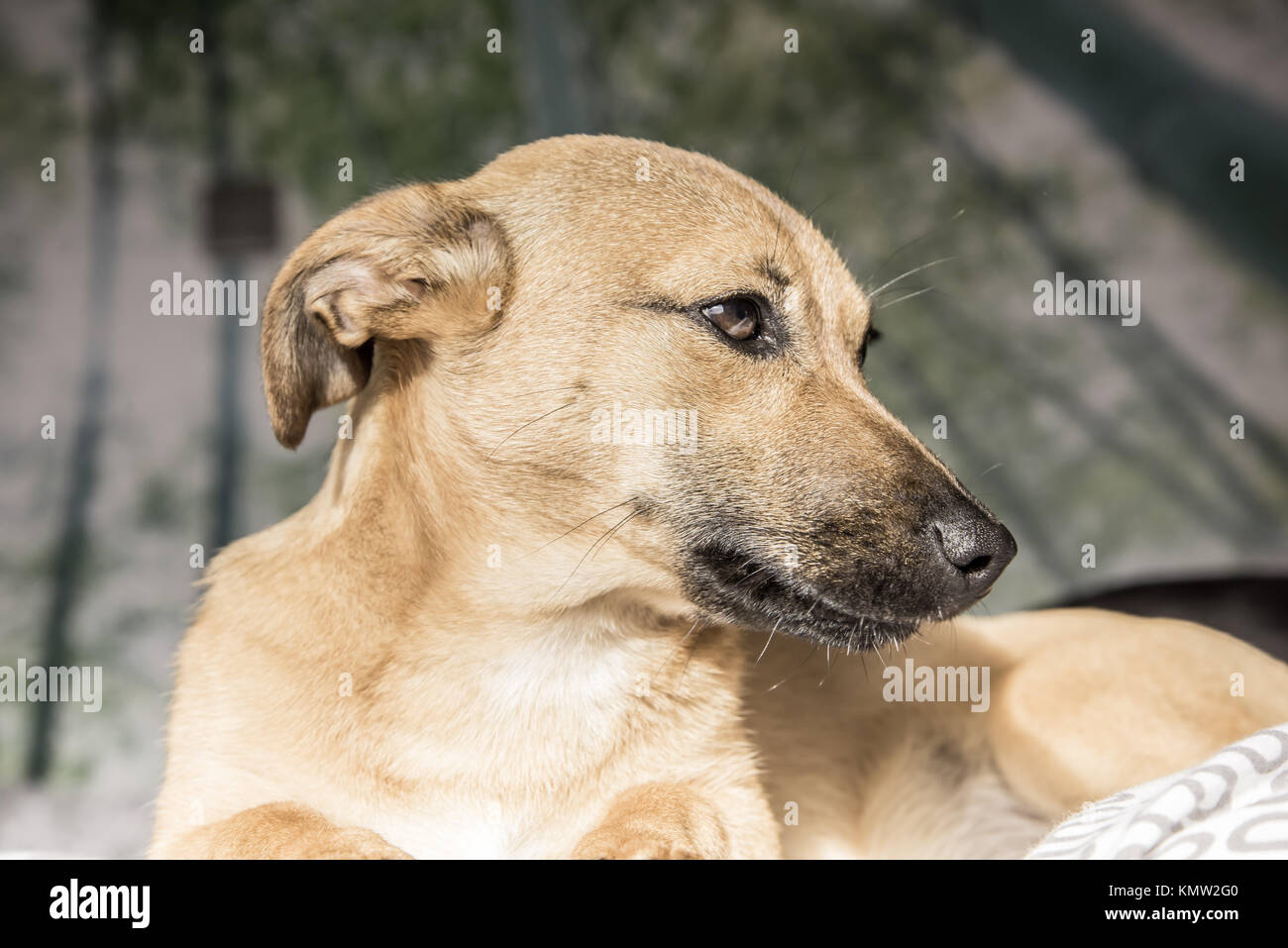 Cute Puppy - Adorable Young Happy Dog with Beautiful and Joyful Eyes ...