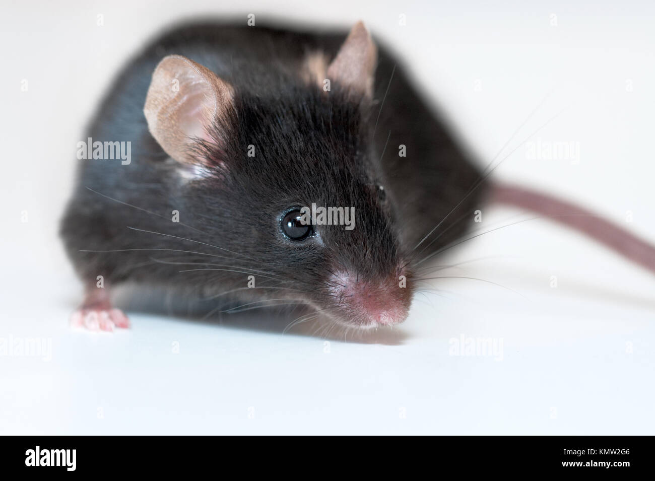 Black mouse on light background Stock Photo - Alamy