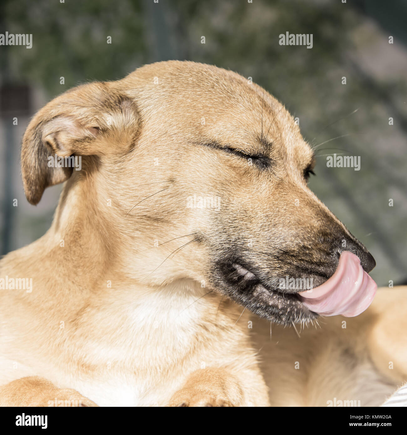 Cute Puppy - Adorable Young Happy Dog with Beautiful and Joyful Eyes ...