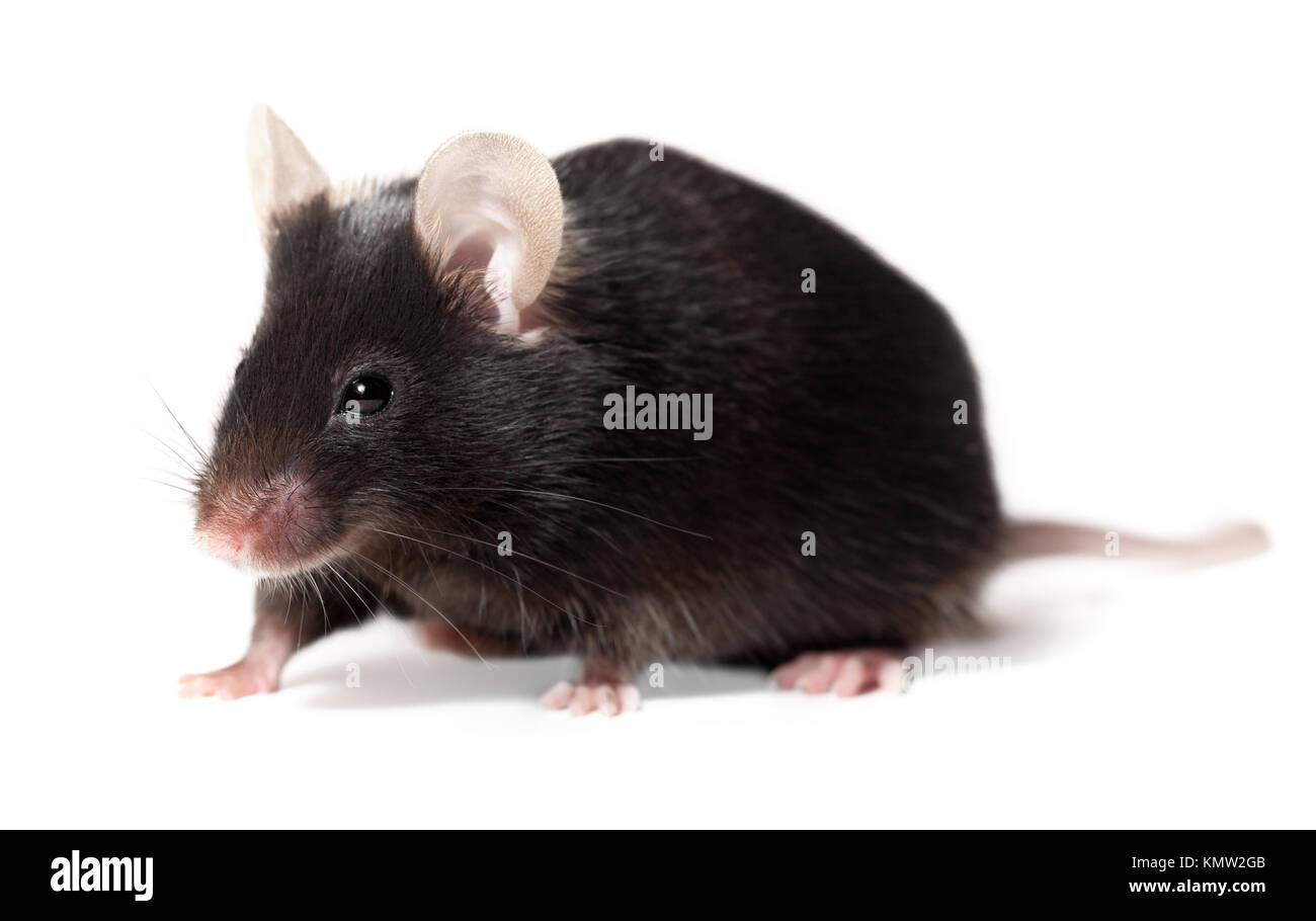 Black laboratory mouse, adult female, isolated on white Stock Photo - Alamy