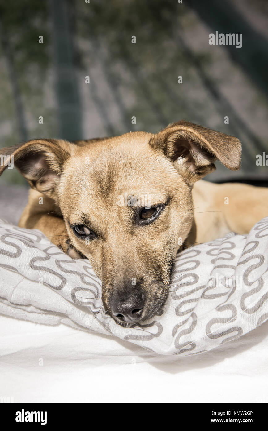 Cute Puppy - Adorable Young Happy Dog with Beautiful and Joyful Eyes ...