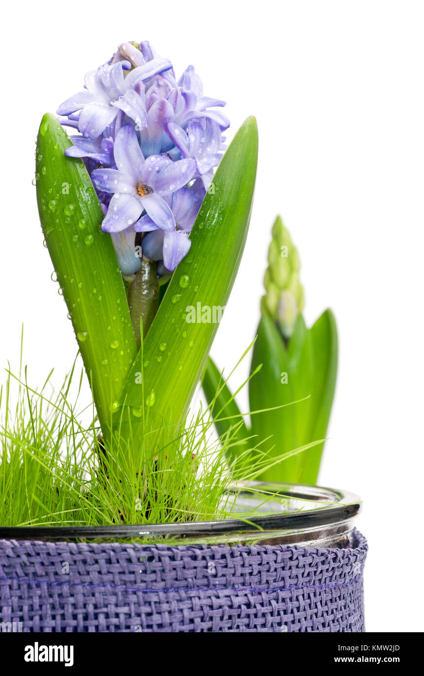 Light blue hyacinth in grass on white background Stock Photo - Alamy