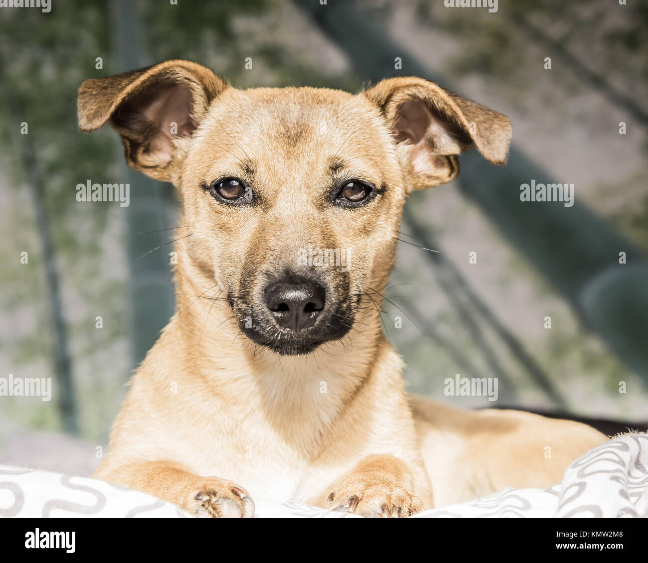 Cute Puppy - Adorable Young Happy Dog with Beautiful and Joyful Eyes ...