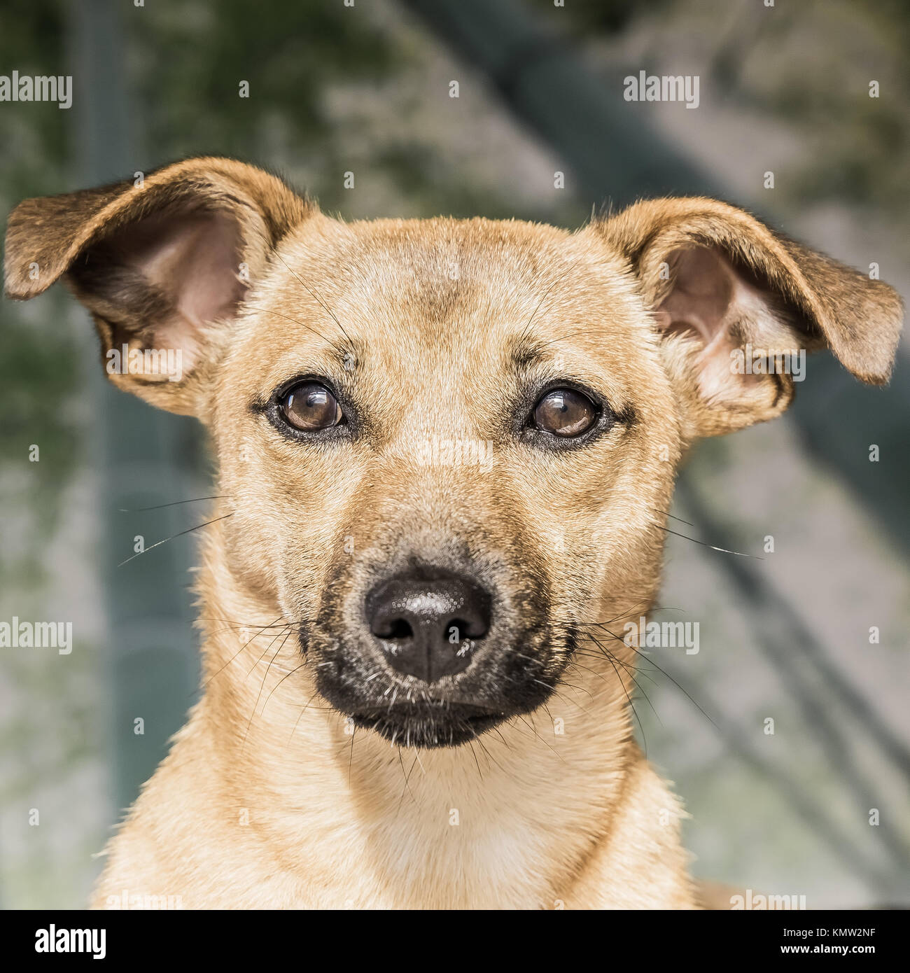Cute Puppy - Adorable Young Happy Dog with Beautiful and Joyful Eyes ...