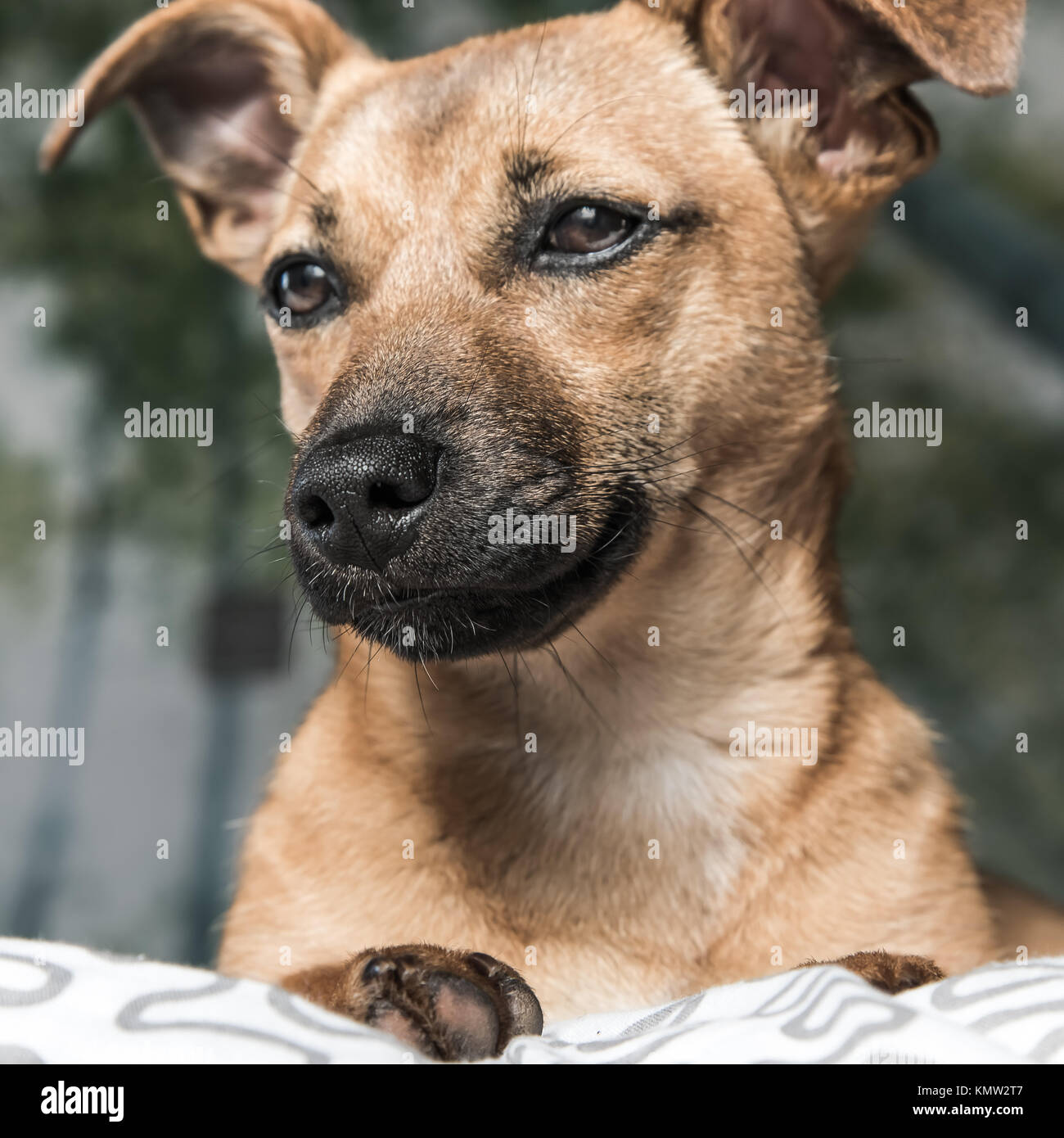 Cute Puppy - Adorable Young Happy Dog with Beautiful and Joyful Eyes ...