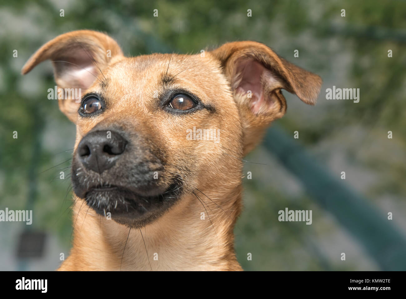 Cute Puppy - Adorable Young Happy Dog with Beautiful and Joyful Eyes ...