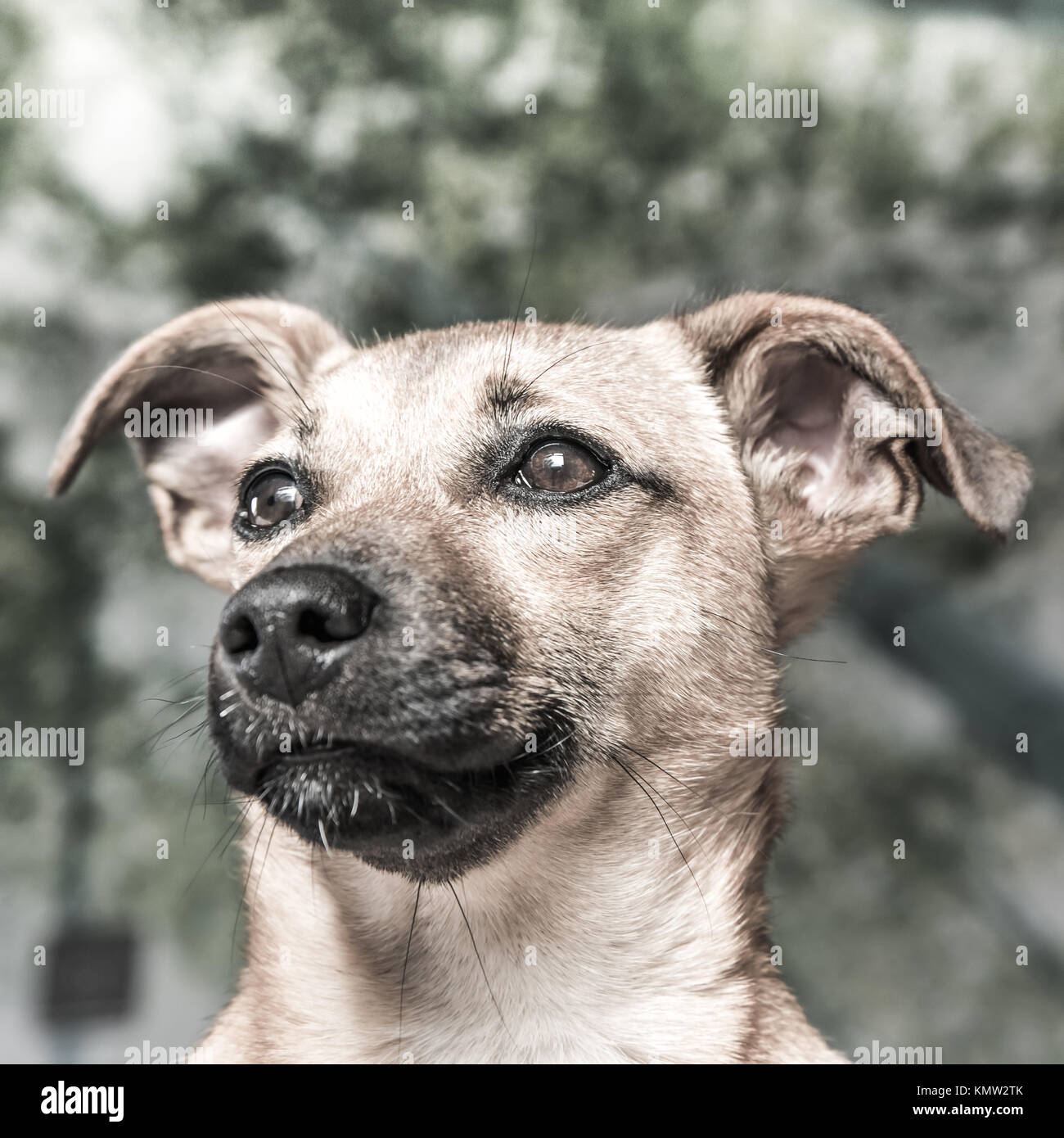 Cute Puppy - Adorable Young Happy Dog with Beautiful and Joyful Eyes ...