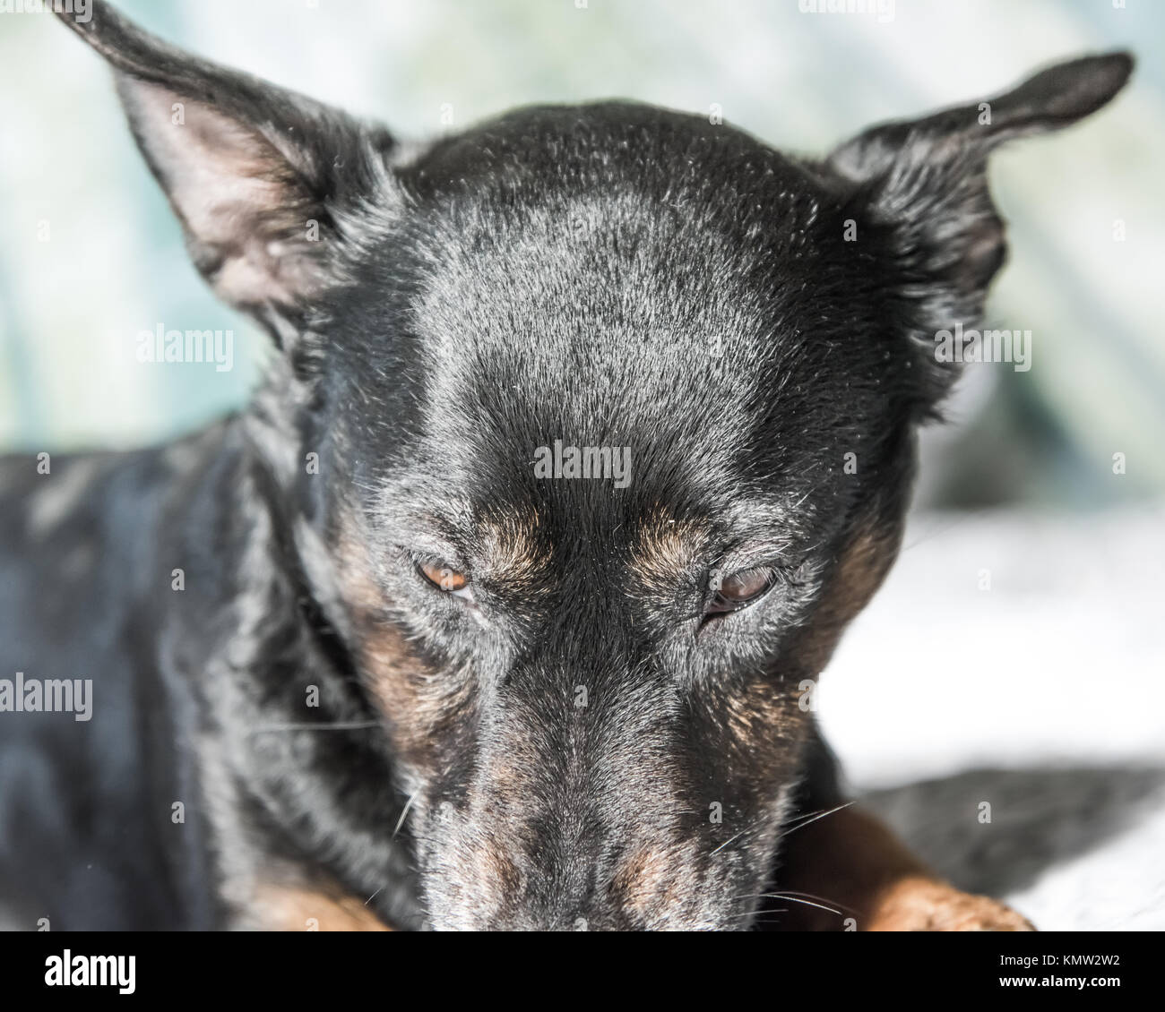 Cute Puppy - Adorable Young Happy Dog with Beautiful and Joyful Eyes ...