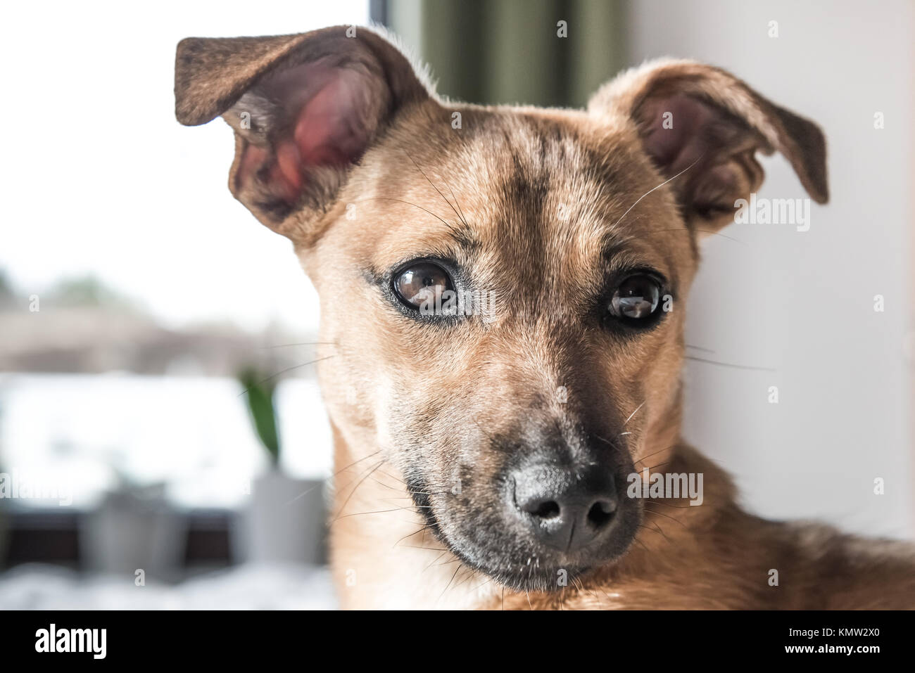 Cute Puppy - Adorable Young Happy Dog with Beautiful and Joyful Eyes ...