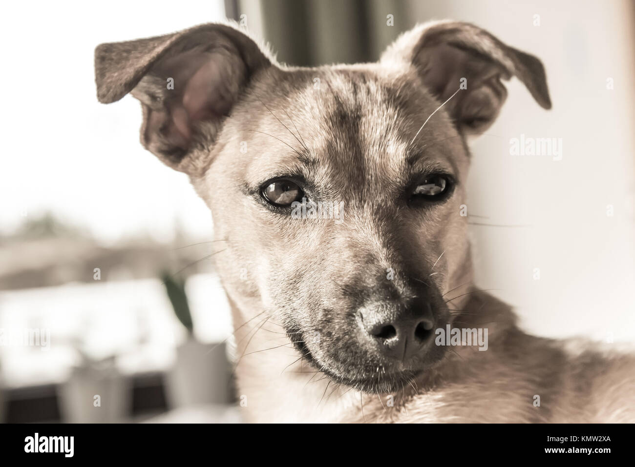 Cute Puppy - Adorable Young Happy Dog with Beautiful and Joyful Eyes ...