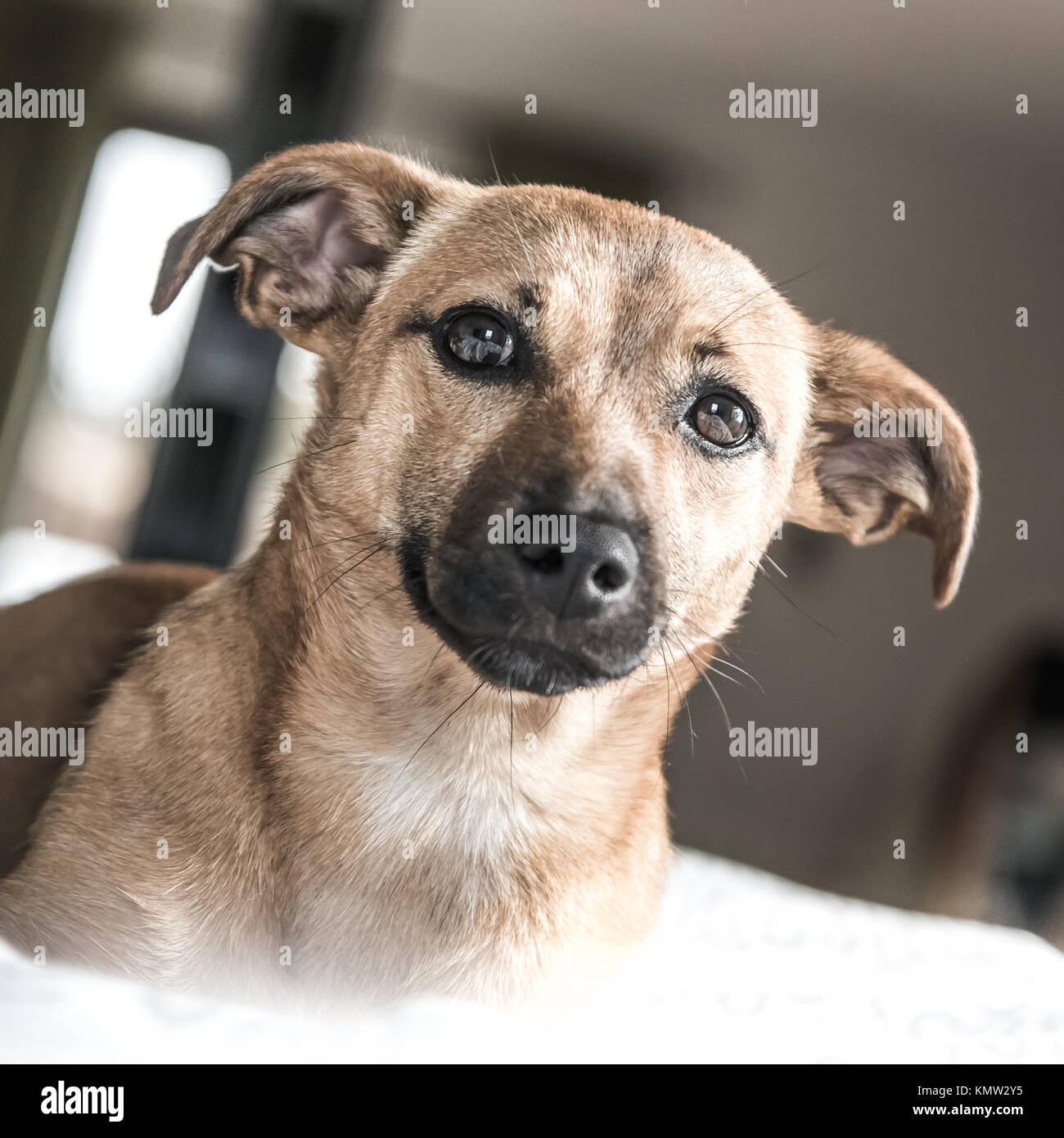 Cute Puppy - Adorable Young Happy Dog with Beautiful and Joyful Eyes ...