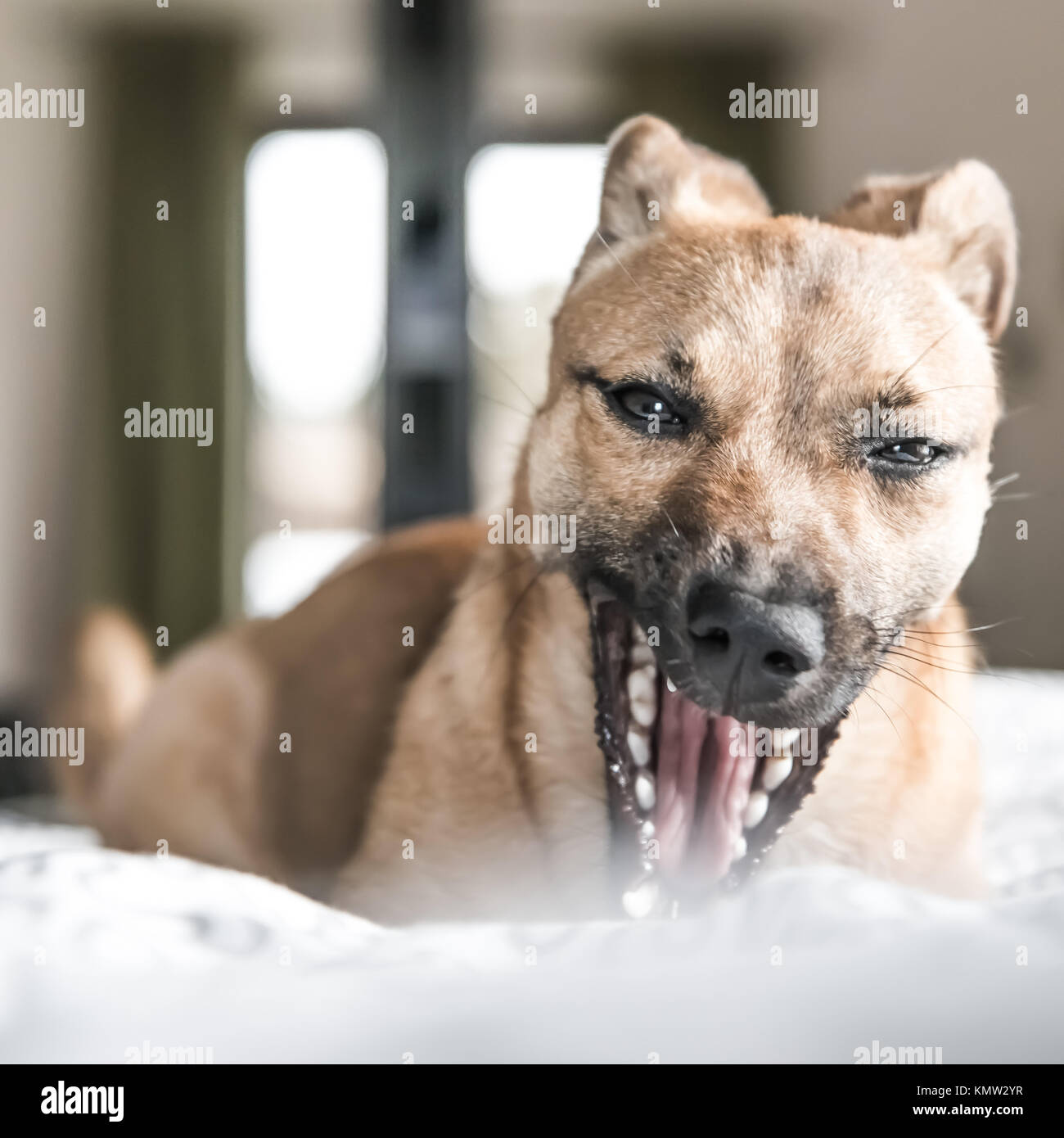 Cute Puppy - Adorable Young Happy Dog with Beautiful and Joyful Eyes ...