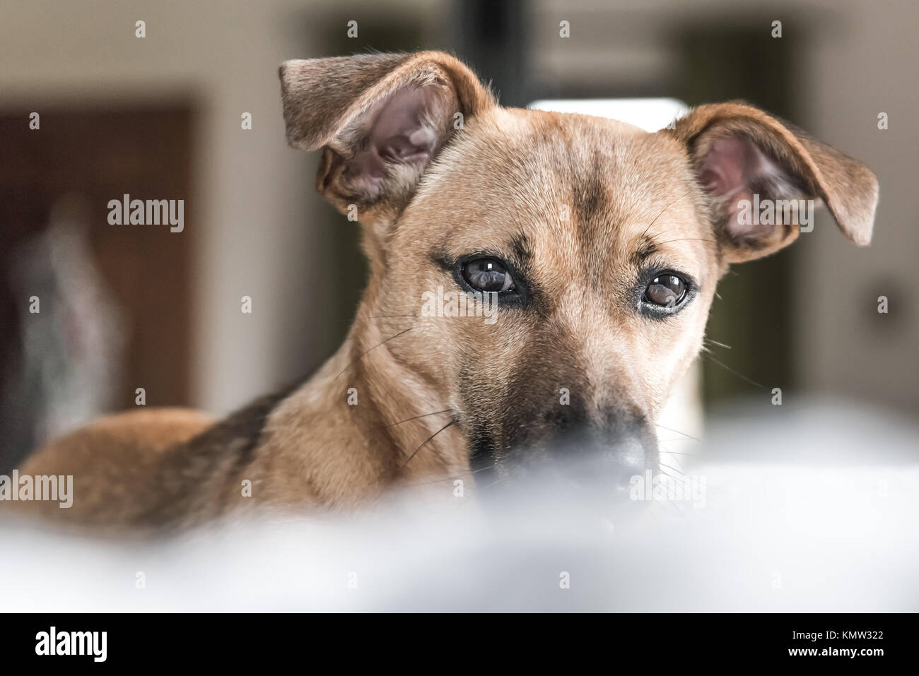 Cute Puppy - Adorable Young Happy Dog with Beautiful and Joyful Eyes ...