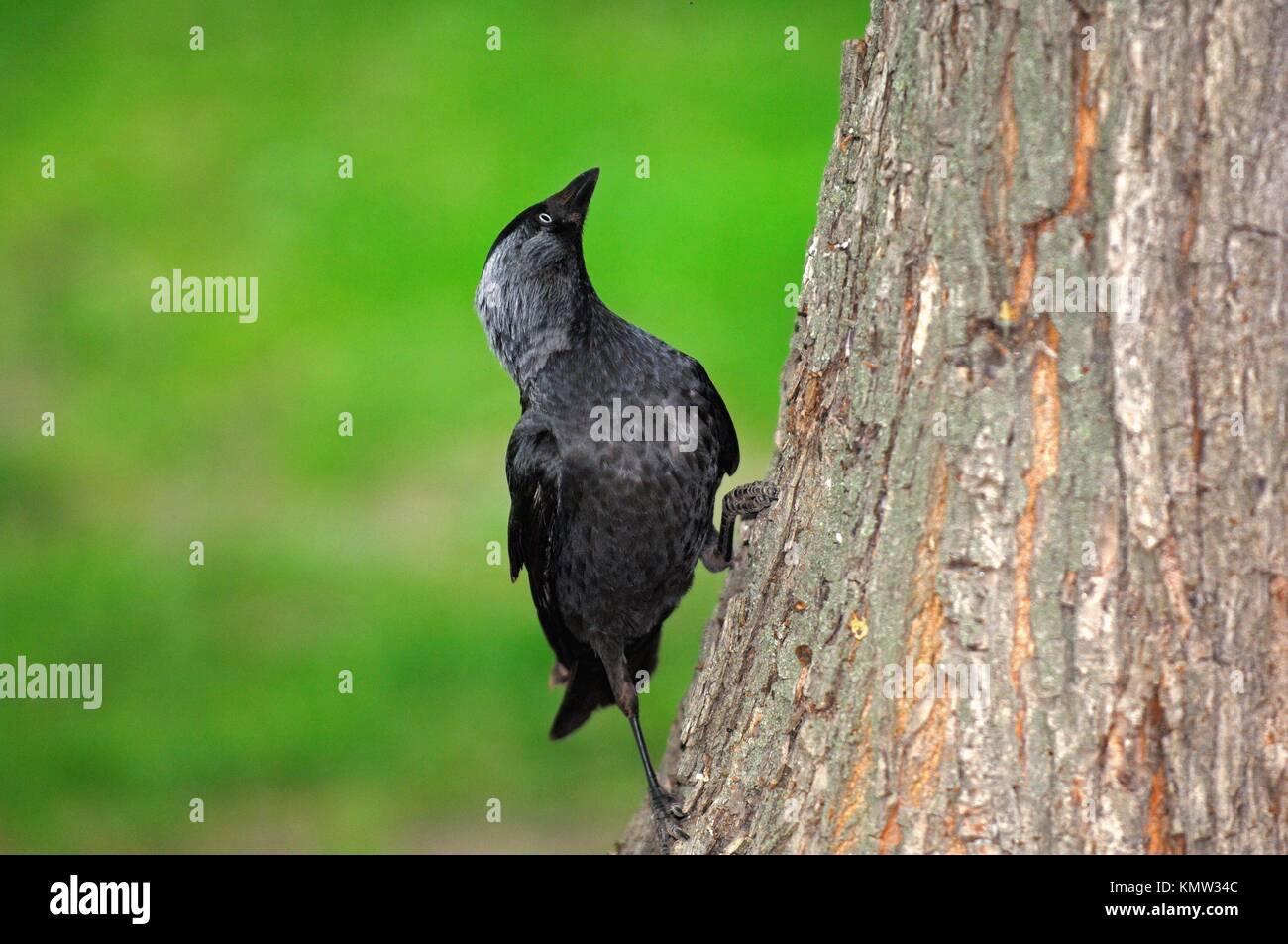 Jackdaw Corvus monedula Stock Photo - Alamy