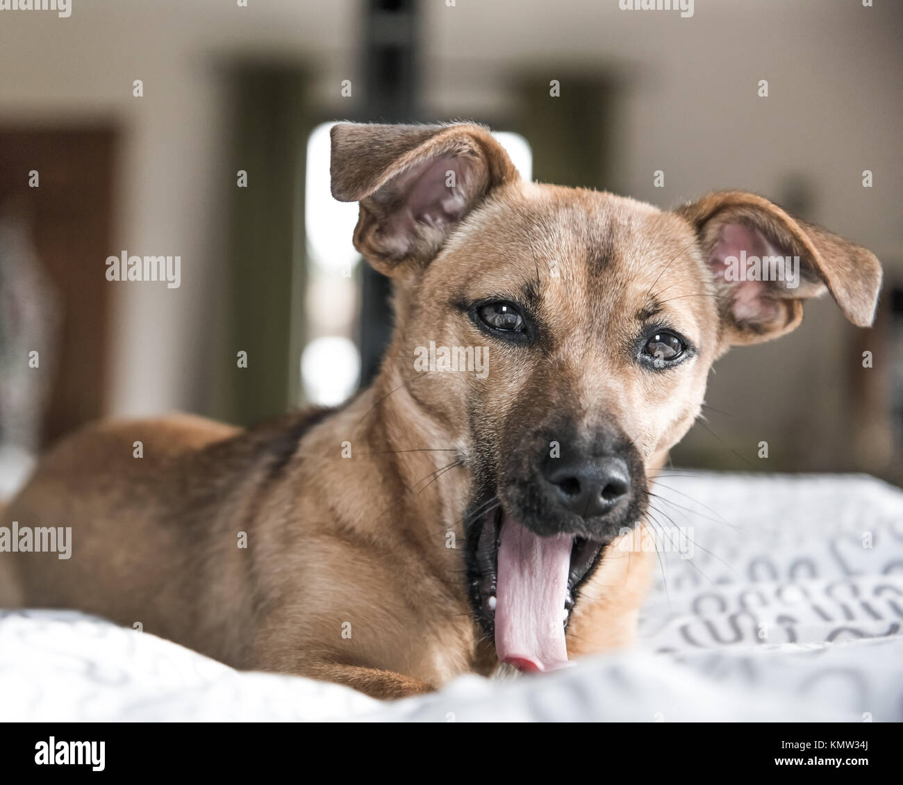 Cute Puppy - Adorable Young Happy Dog with Beautiful and Joyful Eyes ...