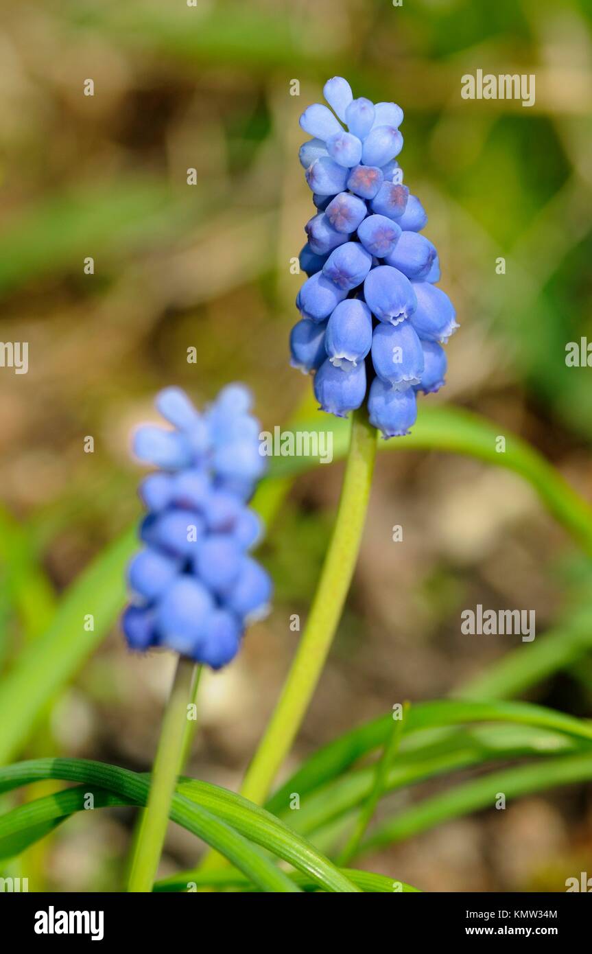 Racemosum High Resolution Stock Photography and Images - Alamy