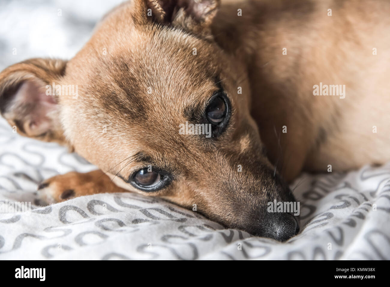 Cute Puppy - Adorable Young Happy Dog with Beautiful and Joyful Eyes ...