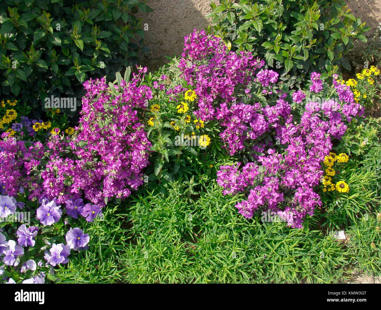 Flower stock scented matthiola incana hi-res stock photography and ...